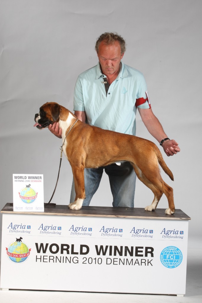 Dutch Diva Wereldkampioen – Van Rusticana Boxers